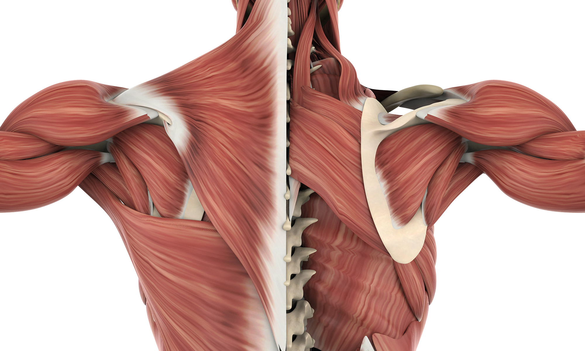 Was sind Faszien überhaupt? - Eva Schröder - Osteopathie